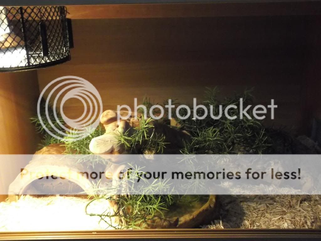 Royal Python setup Pictures | Reptile Forums