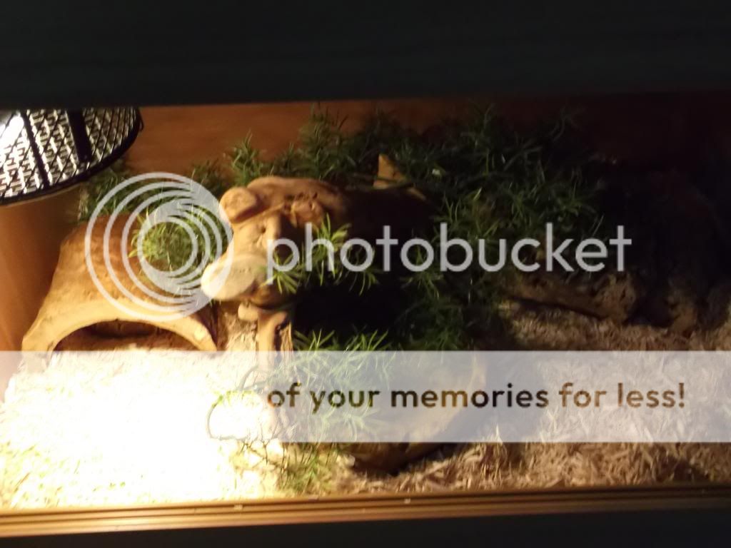 Royal Python setup Pictures | Reptile Forums