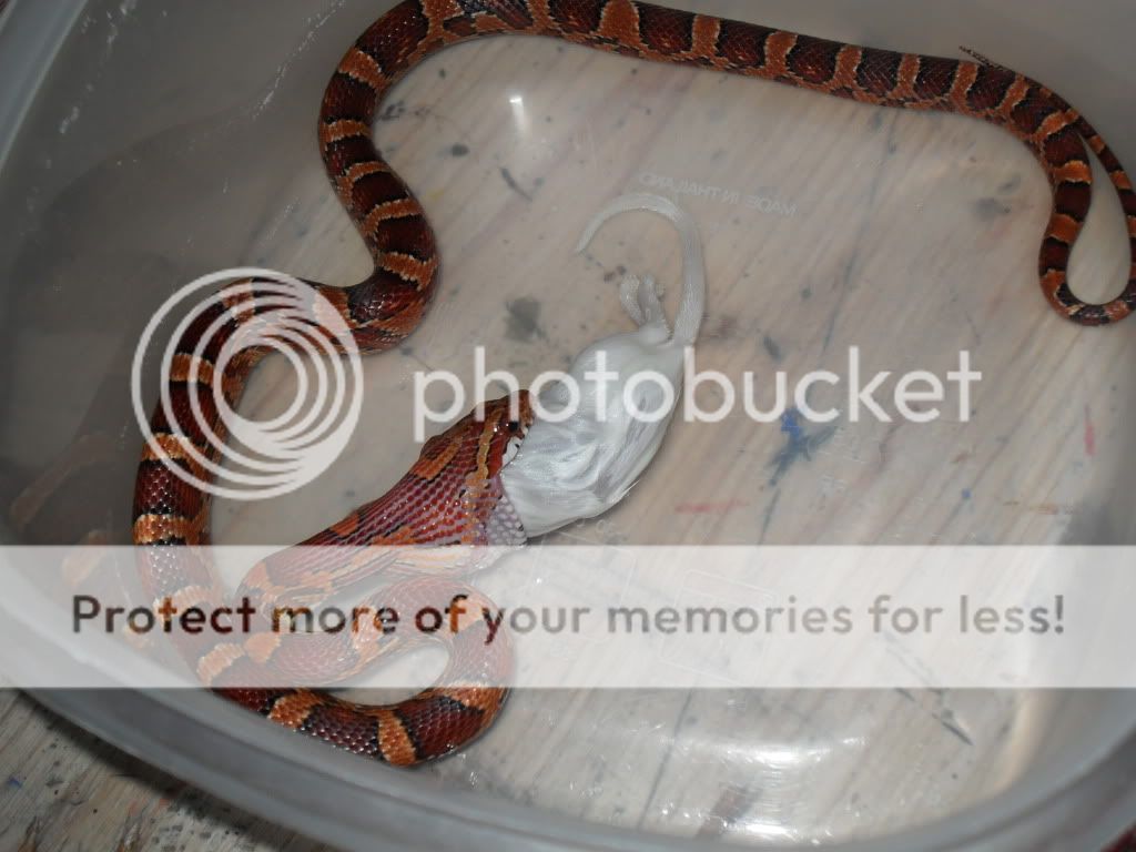 Reptielenforum • Toon onderwerp - foto's van je eigen dieren