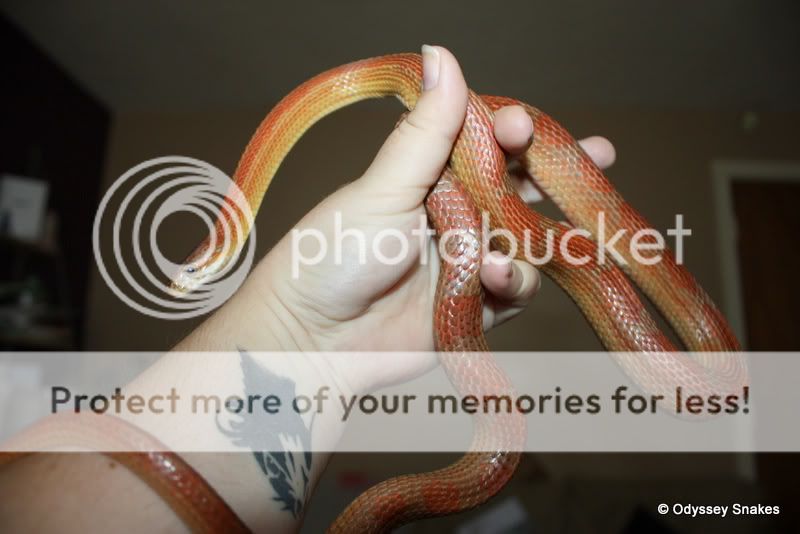 Corn snake pics and viv ideas?? | Reptile Forums