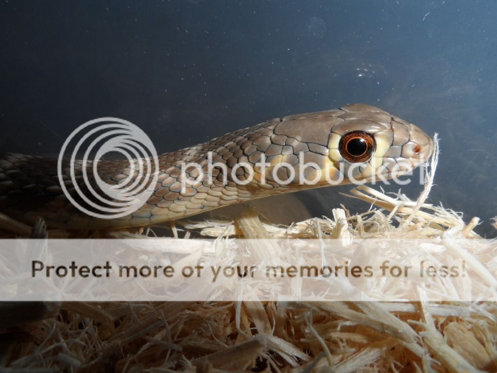 Some new faces | Reptile Forums