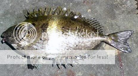 Date Joined: 03/05/06